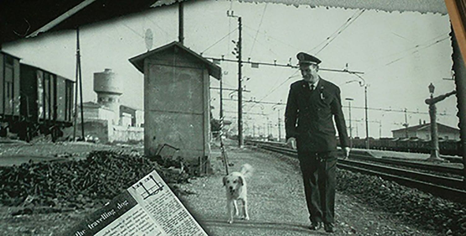 Lampo, l’icône canine des chemins de fer italiens : Une légende qui a ...