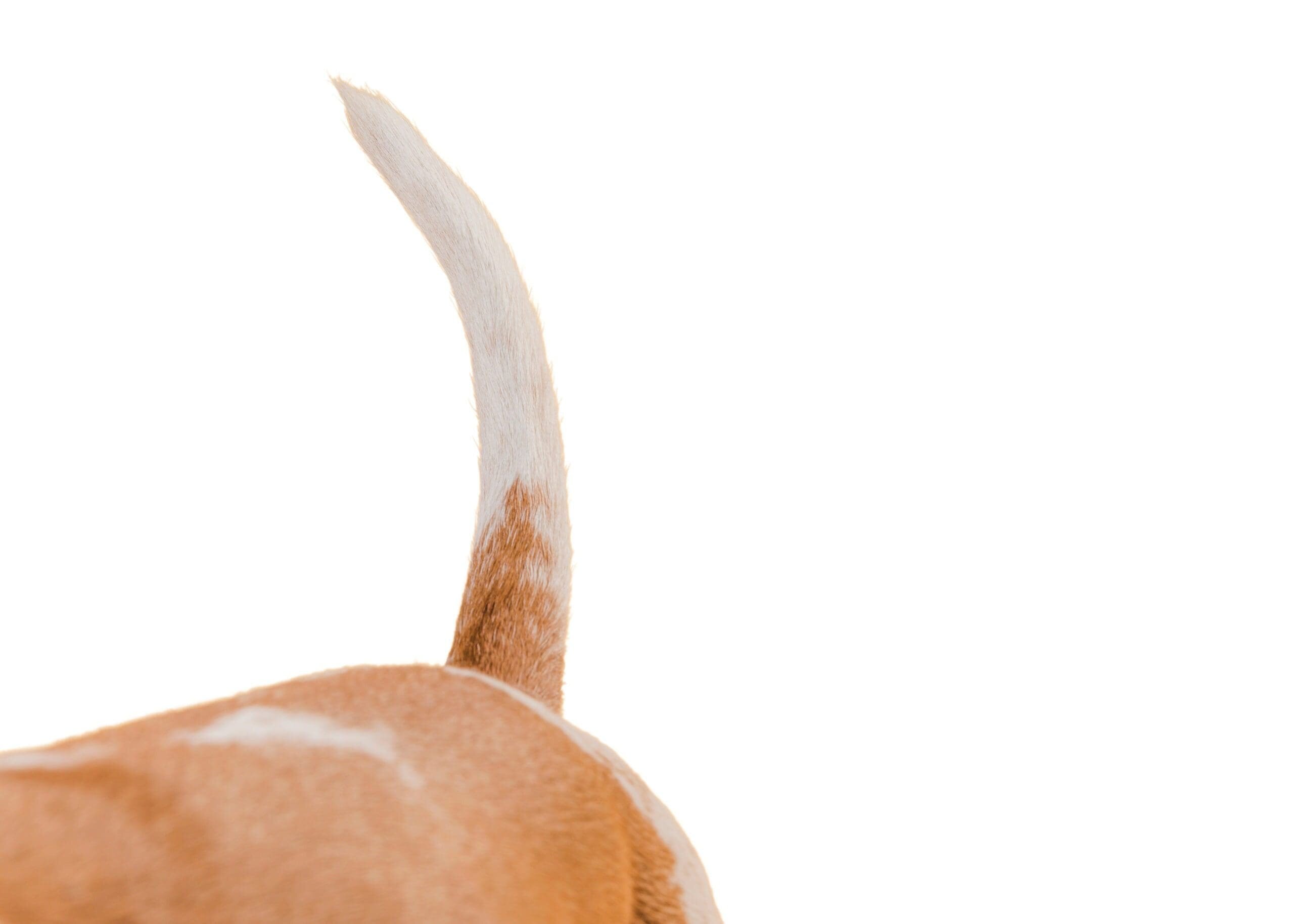 Les secrets du remuement de queue chez les chiens - Les News chiens et ...