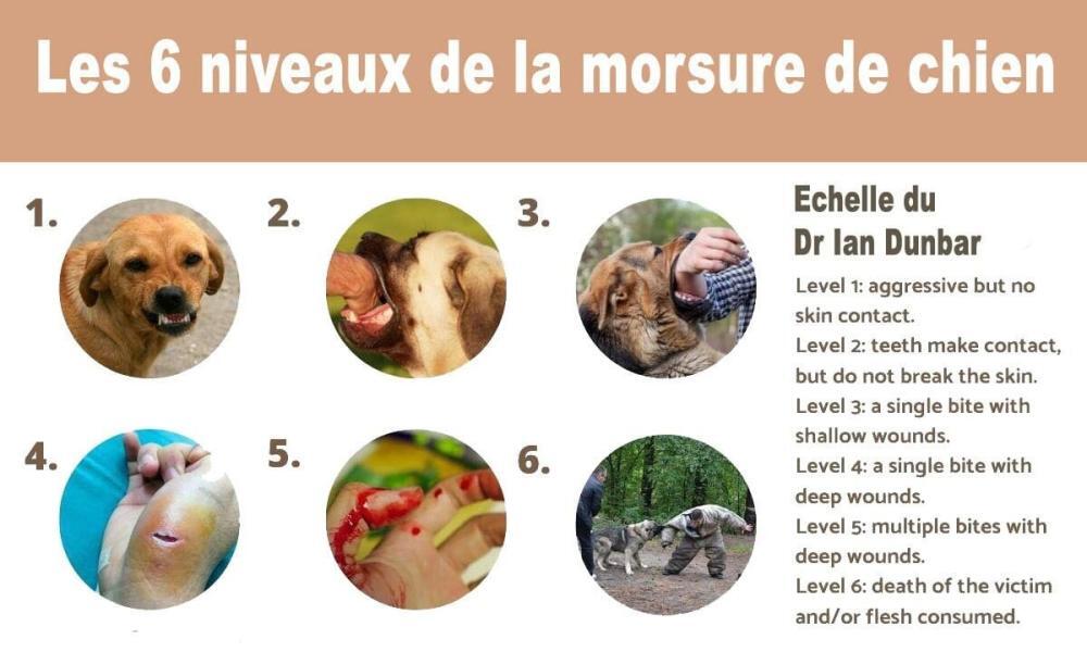 Morsure de chien sur humain : Comment réagir et prévenir - Les News ...