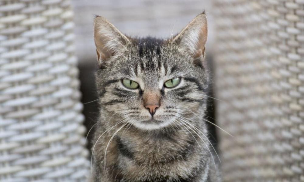 276 expressions faciales des chats - Les News chiens et chats