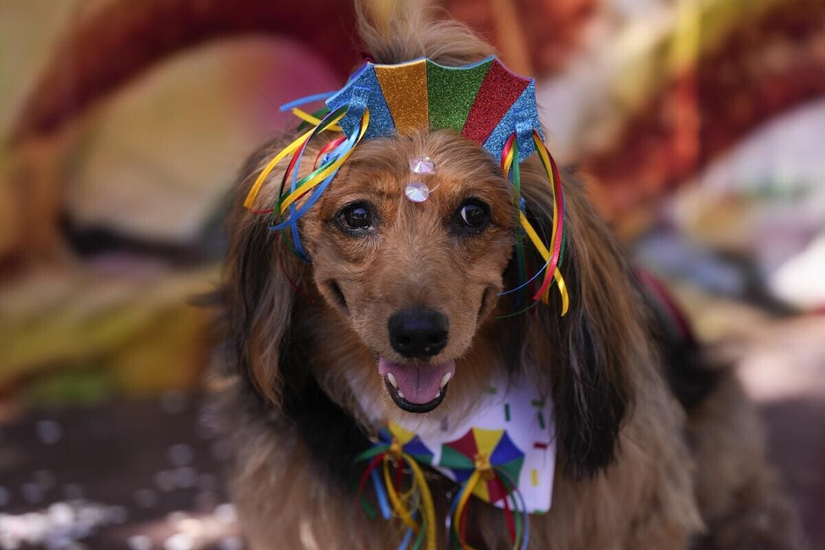 Bloco canin : Chiens costumés au carnaval de Rio - Les News chiens et chats