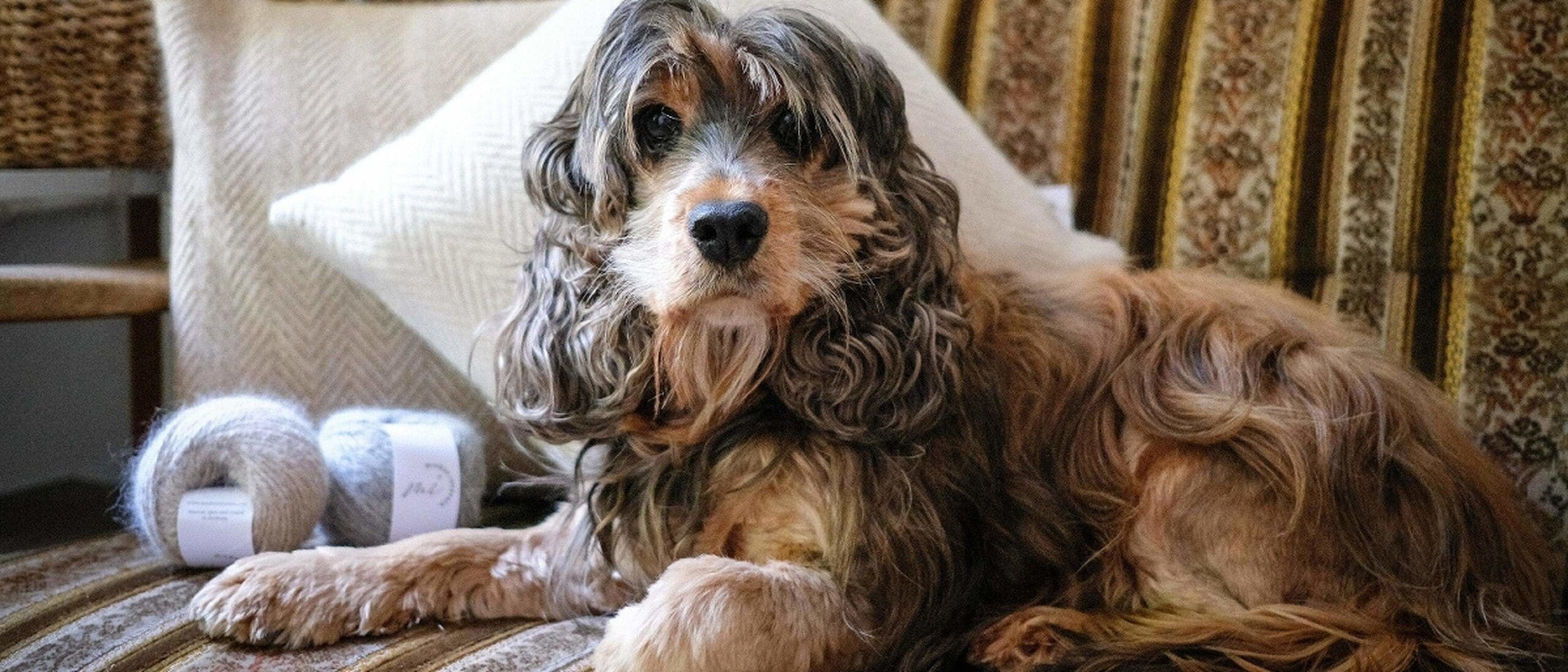 Chiengora : fibre textile durable à base de poils de chien - Les News ...