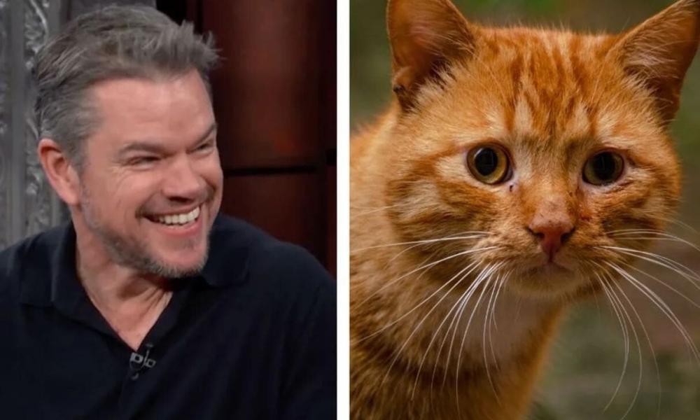 Matt Damon et son chat secouru au Costa Rica - Les News chiens et chats