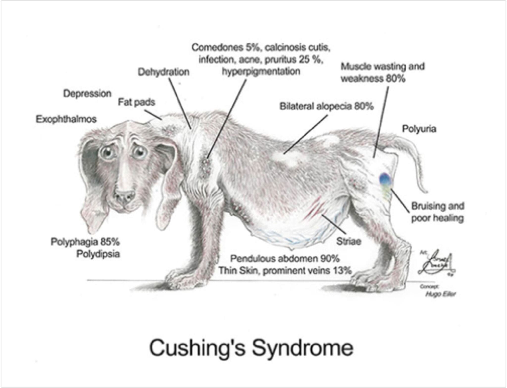 Le syndrome de Cushing chez le chien : attention aux signes - Les News ...