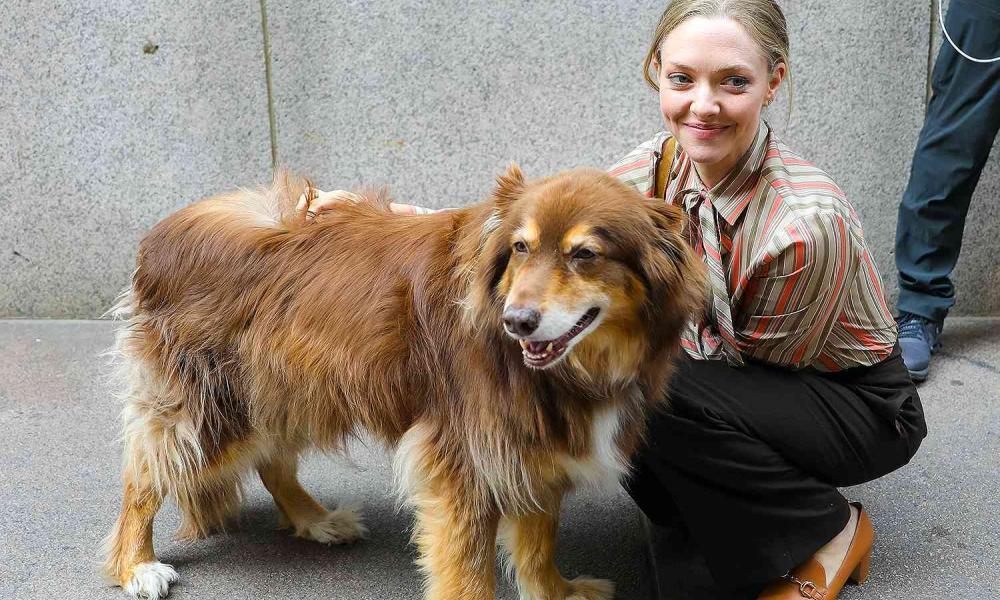 Amanda Seyfried raconte l’impact de son chien Finn - Les News chiens et ...